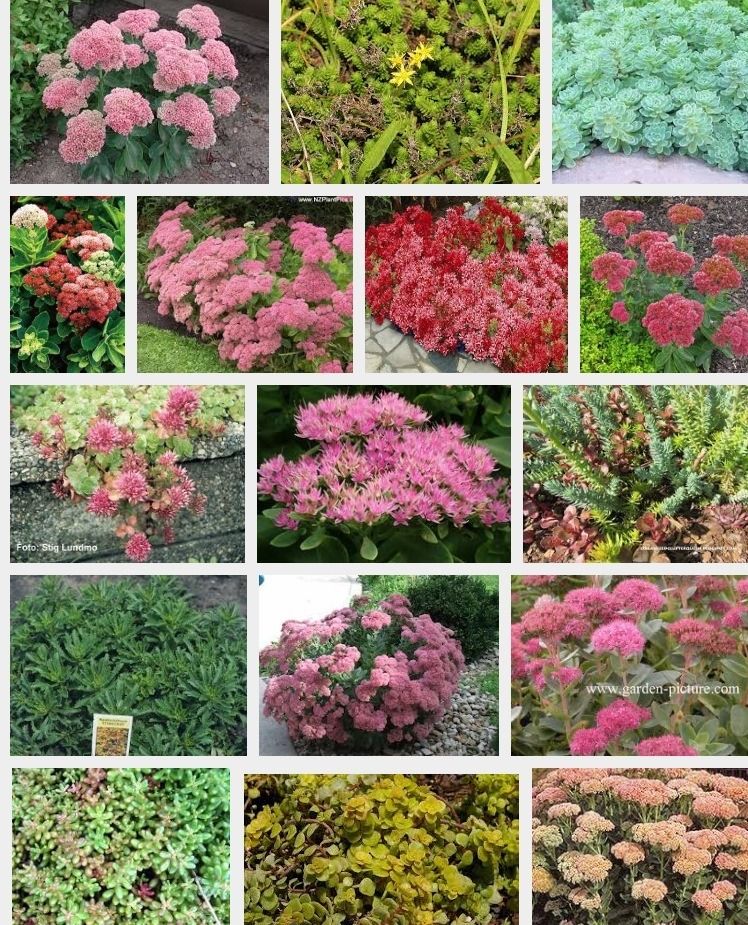 sedum mix - SEDUMSHACK