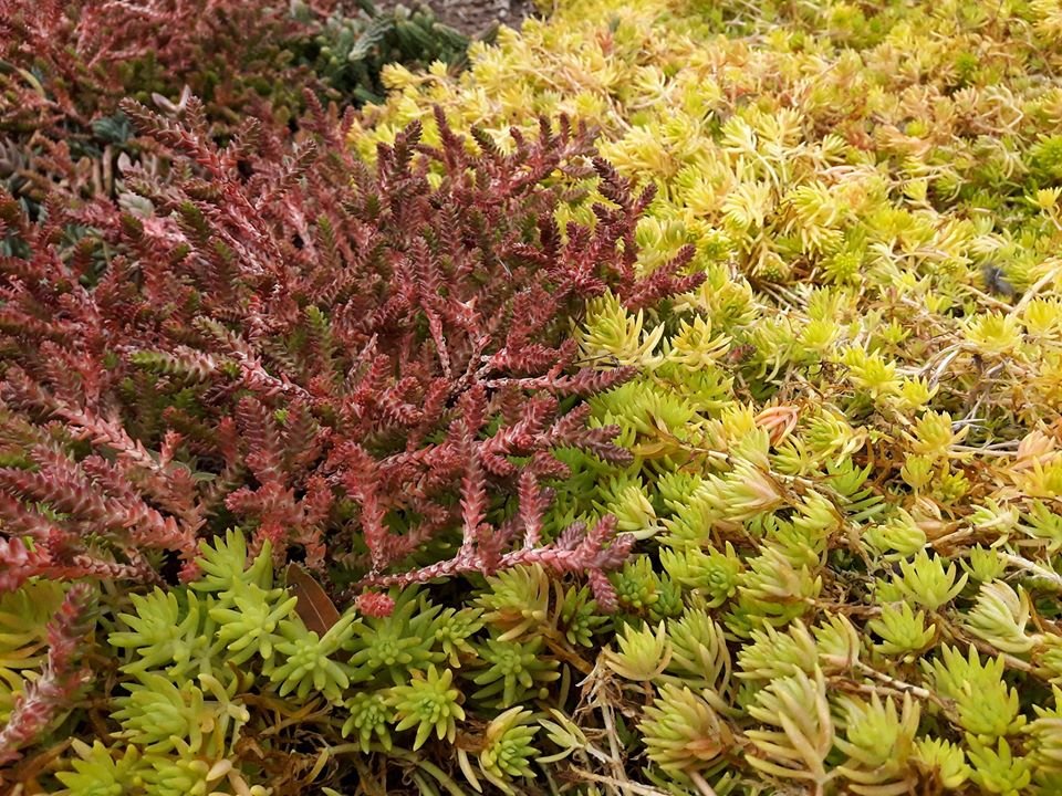 Gmedia Posts Archive - SEDUMSHACK