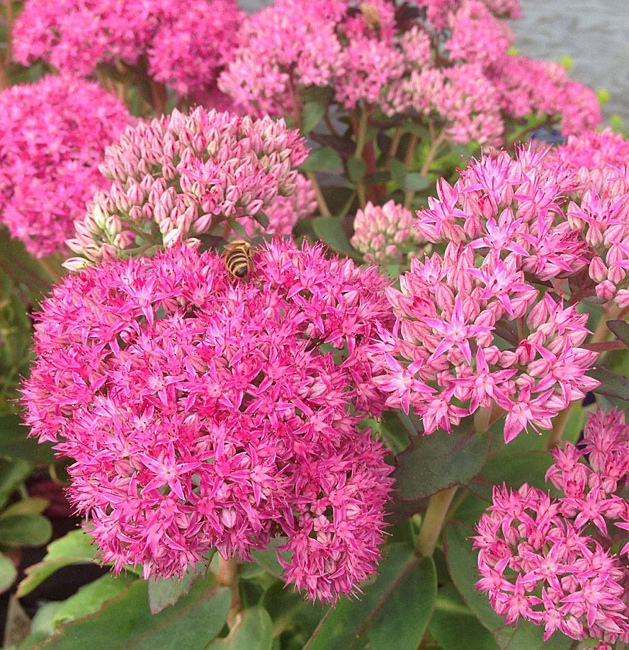 sedumfloweringtall - SEDUMSHACK