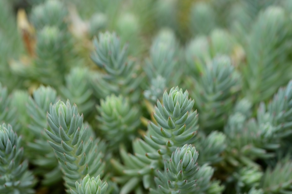 Sedum Blue Spruce Rambler - SEDUMSHACK