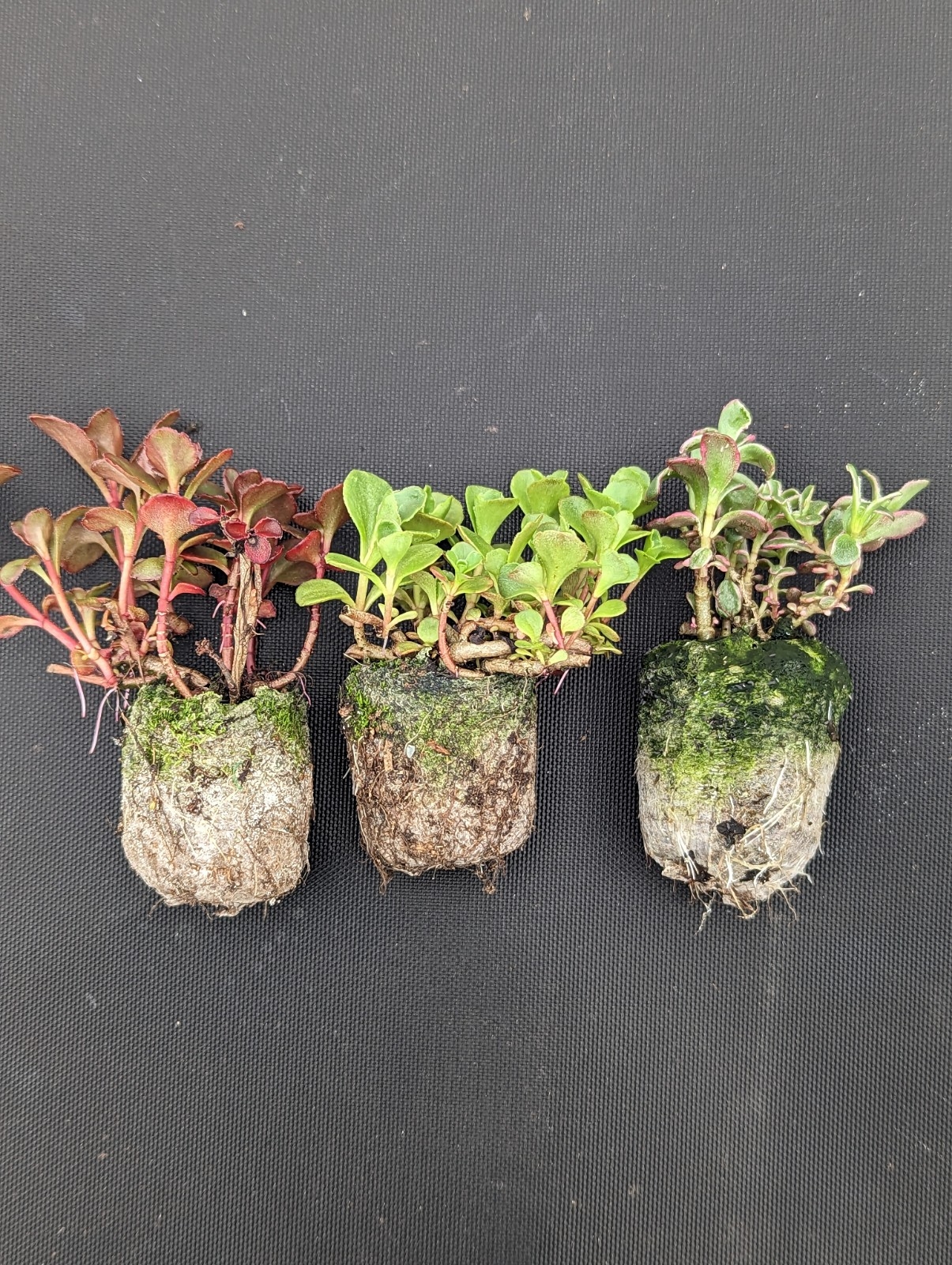 15 Creeping Sedums Mixed - SEDUMSHACK