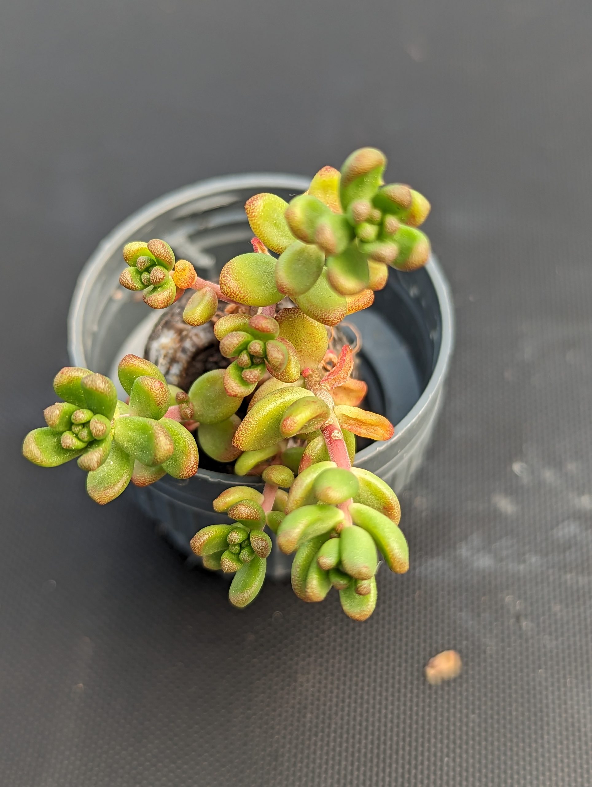 Sedum album BigBerry - SEDUMSHACK