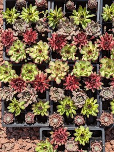 Hardy Sedum Succulent Plants - Buy Online - SEDUMSHACK