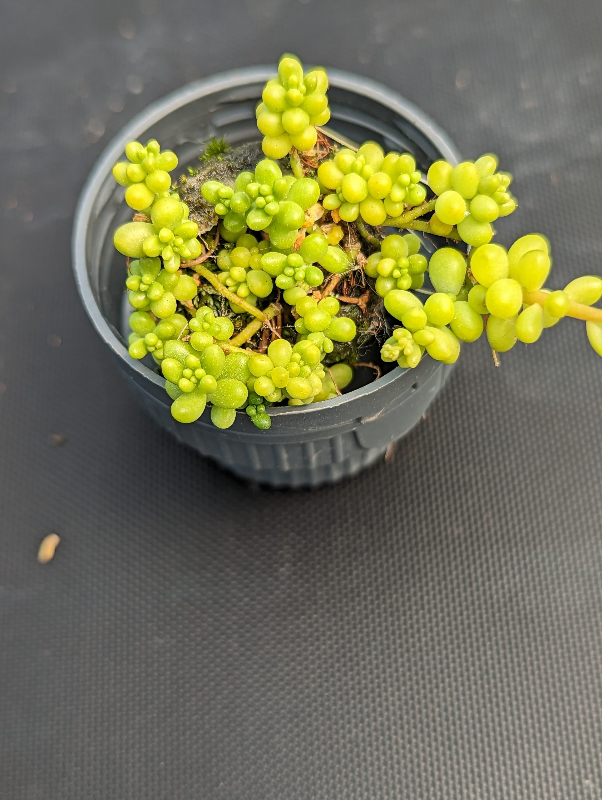 Sedum album MiniBerry - SEDUMSHACK