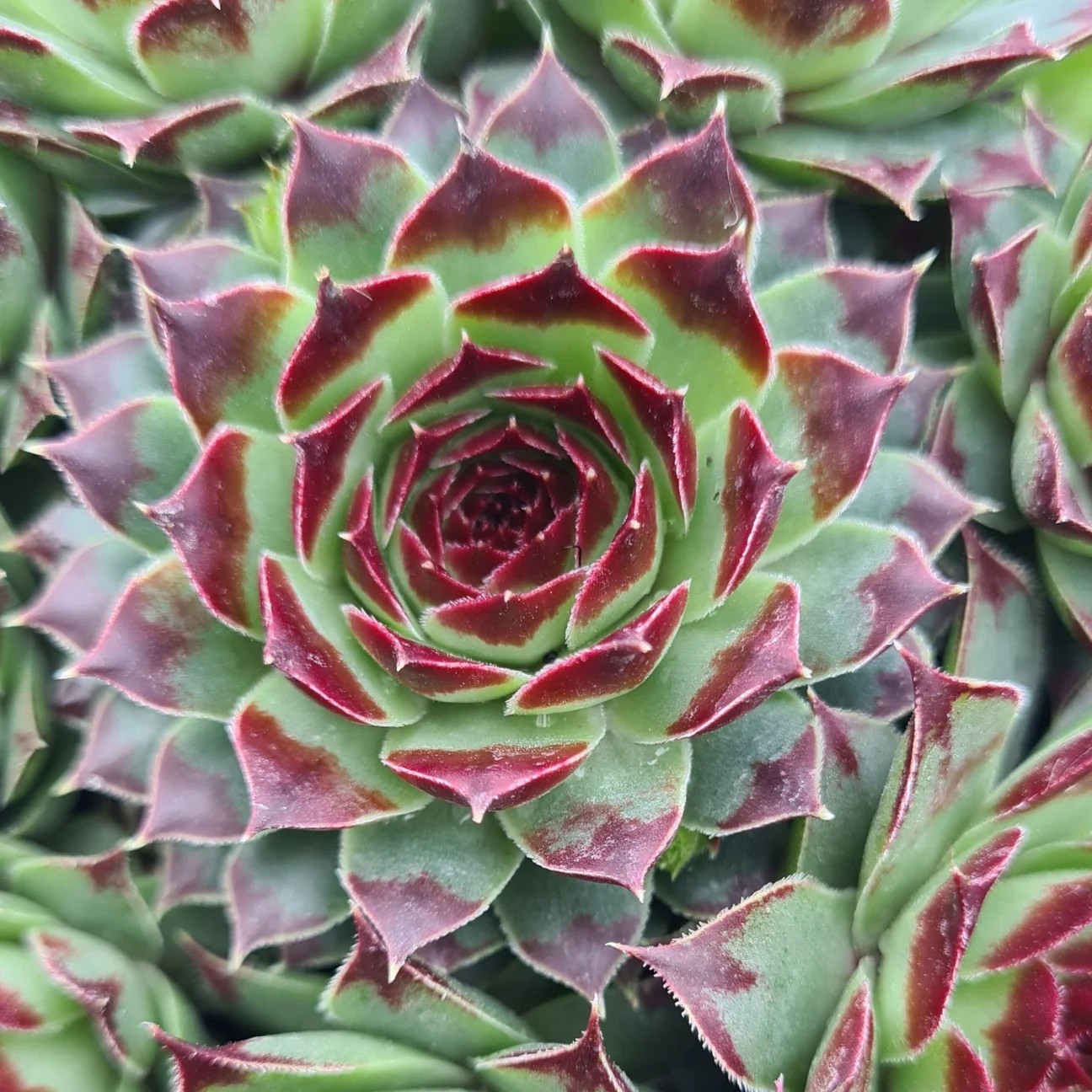 SEMPERVIVUM - SEDUMSHACK